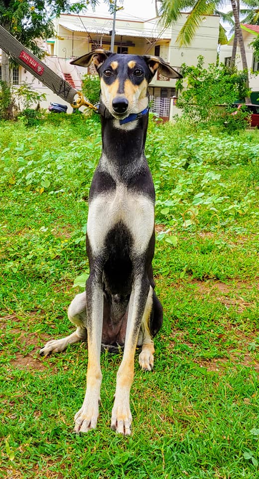 தமிழக நாட்டு நாய்கள் TAMIL NATIVE DOG BREEDS – கதை சொல்கிறேன் | தமிழ் ...