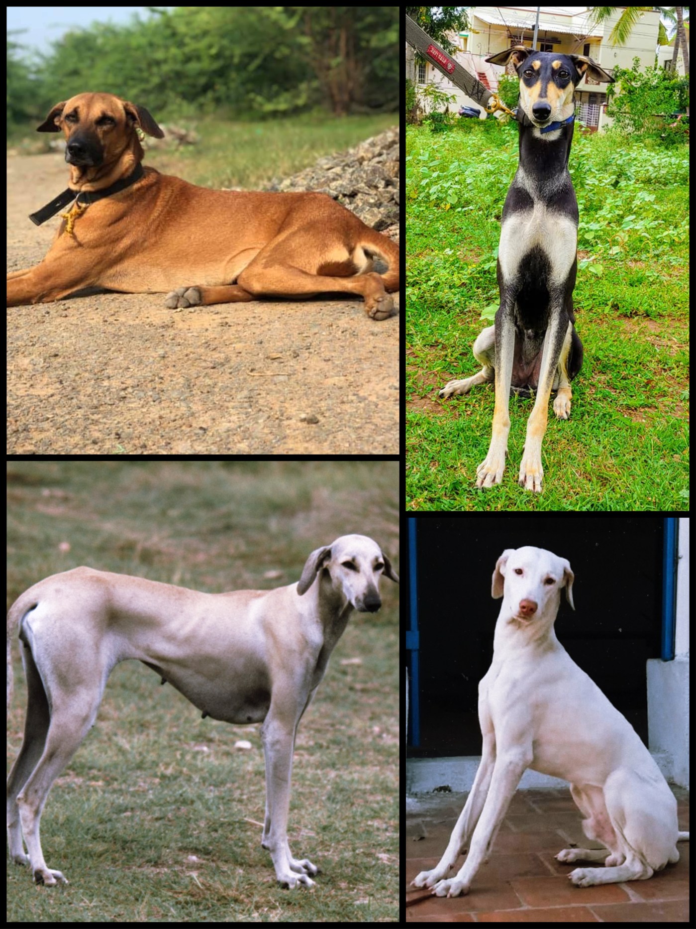 தமிழக நாட்டு நாய்கள் TAMIL NATIVE DOG BREEDS – கதை சொல்கிறேன் | தமிழ் ...