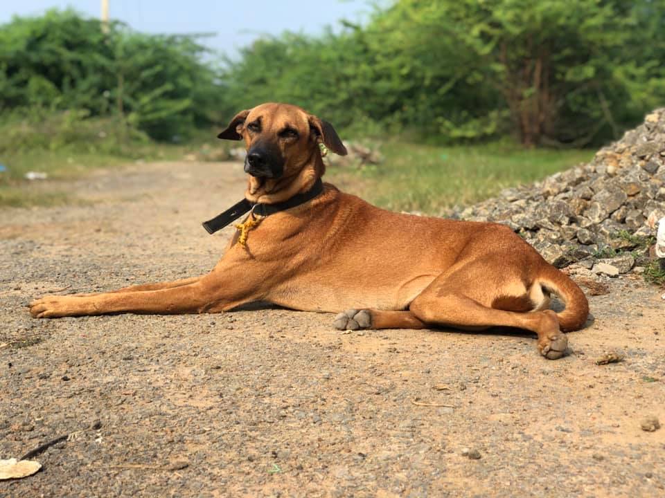 தமிழக நாட்டு நாய்கள் TAMIL NATIVE DOG BREEDS – கதை சொல்கிறேன் | தமிழ் ...