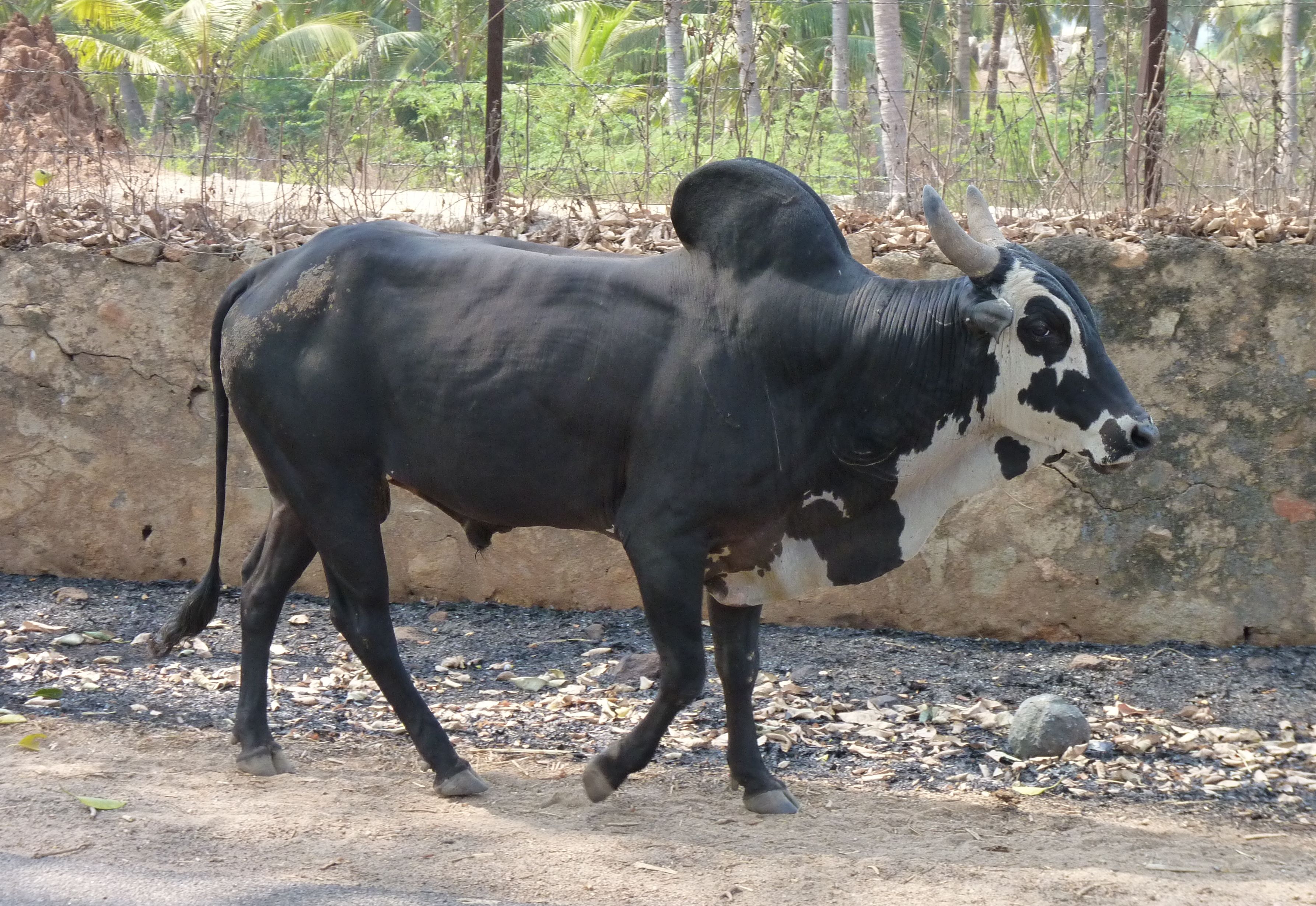 தமிழக நாட்டு மாடுகள் TAMIL NATIVE CATTLE BREEDS – கதை சொல்கிறேன் ...