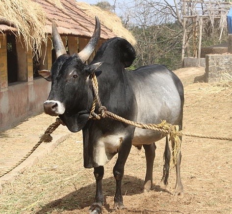 தமிழக நாட்டு மாடுகள் TAMIL NATIVE CATTLE BREEDS – கதை சொல்கிறேன் ...