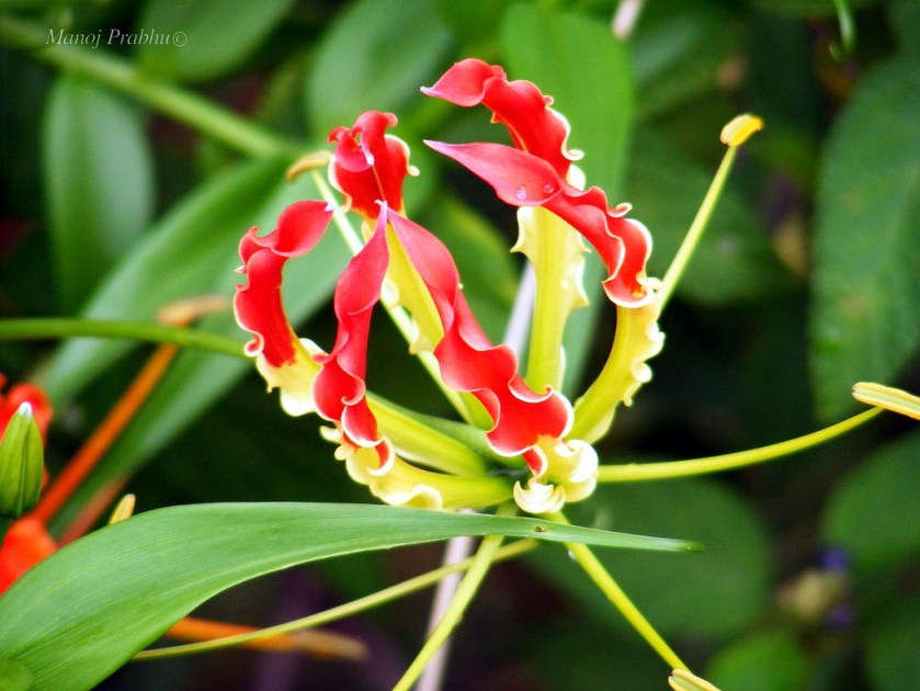 சங்க இலக்கியங்களில் மலர்கள் FLOWERS IN SANGAM LITERATURE : பகுதி …1 ...