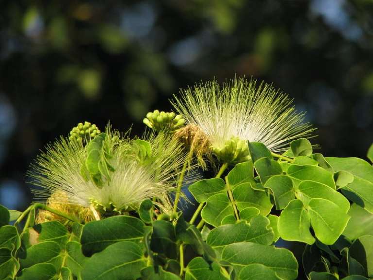 சங்க இலக்கியங்களில் மலர்கள் FLOWERS IN SANGAM LITERATURE : பகுதி …1 ...